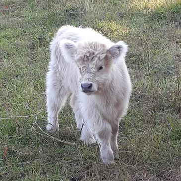 HSB Mini Cattle - Mini Highlands and High Park Calves