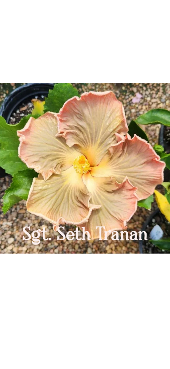 " Sargent Seth Trahan" Cajun Hibiscus 1 gal
