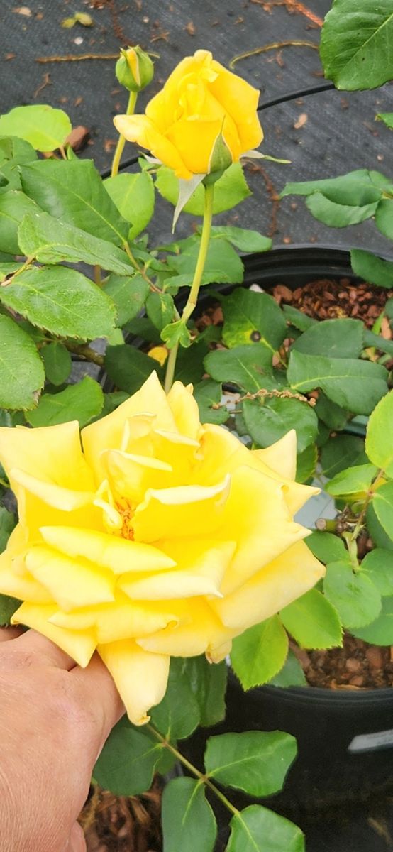 Rose, Royal Gold (Weeks) climber