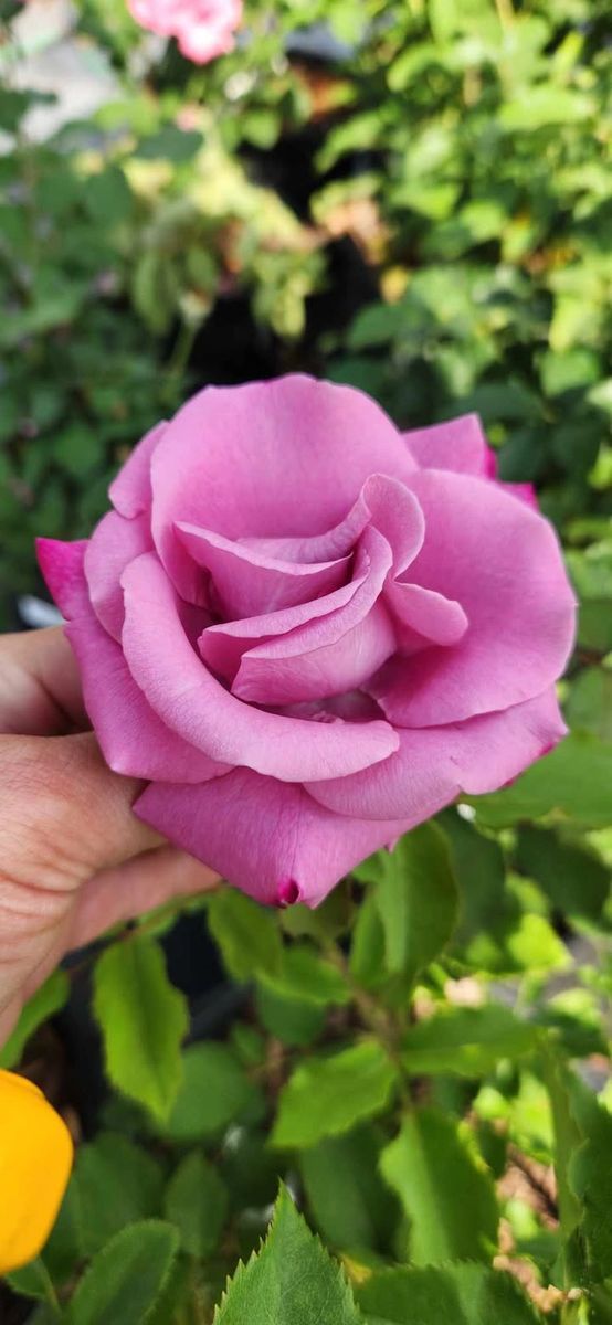 Rose, Fragrant Plum (Weeks)