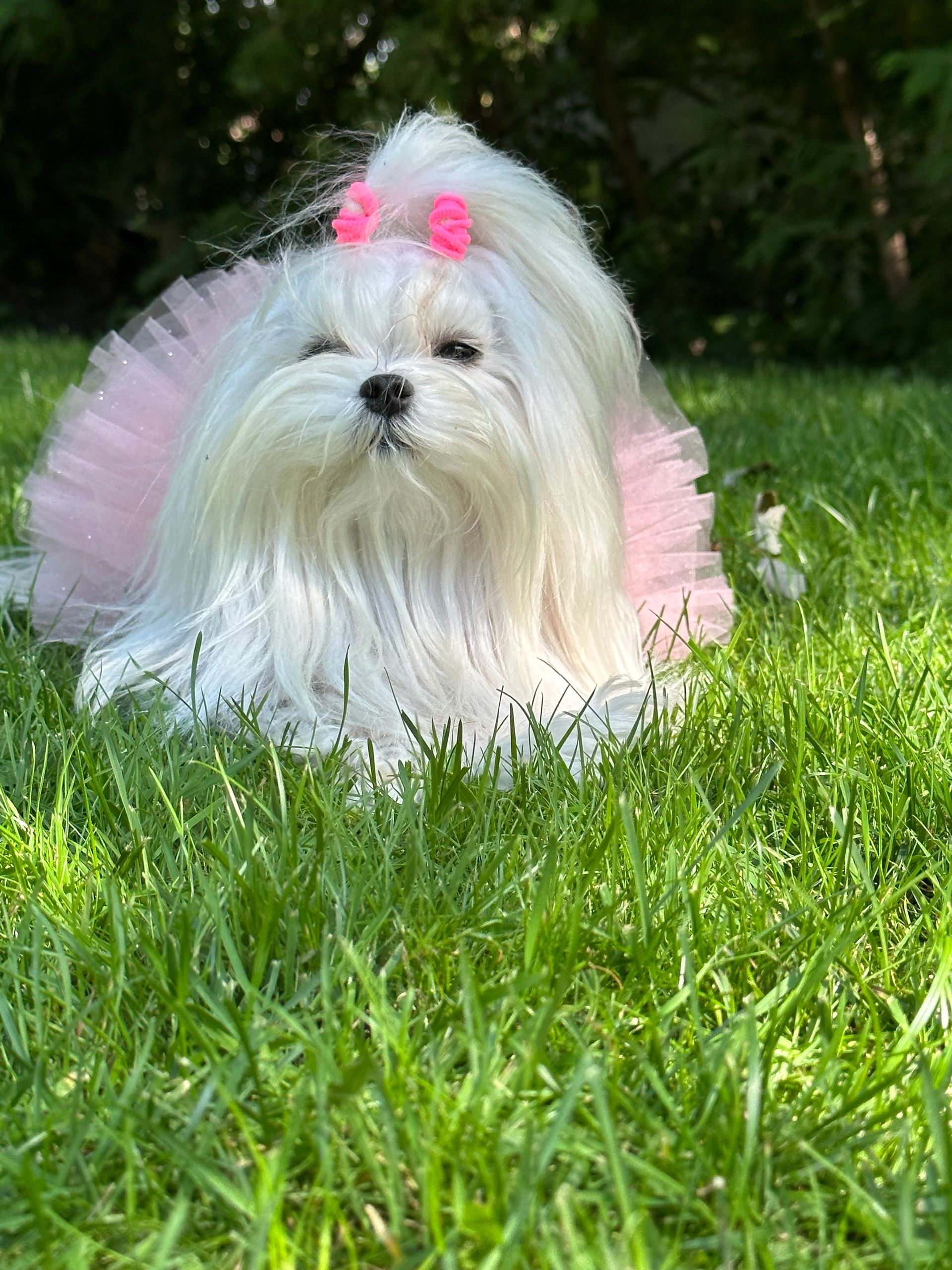 White Silk Maltese