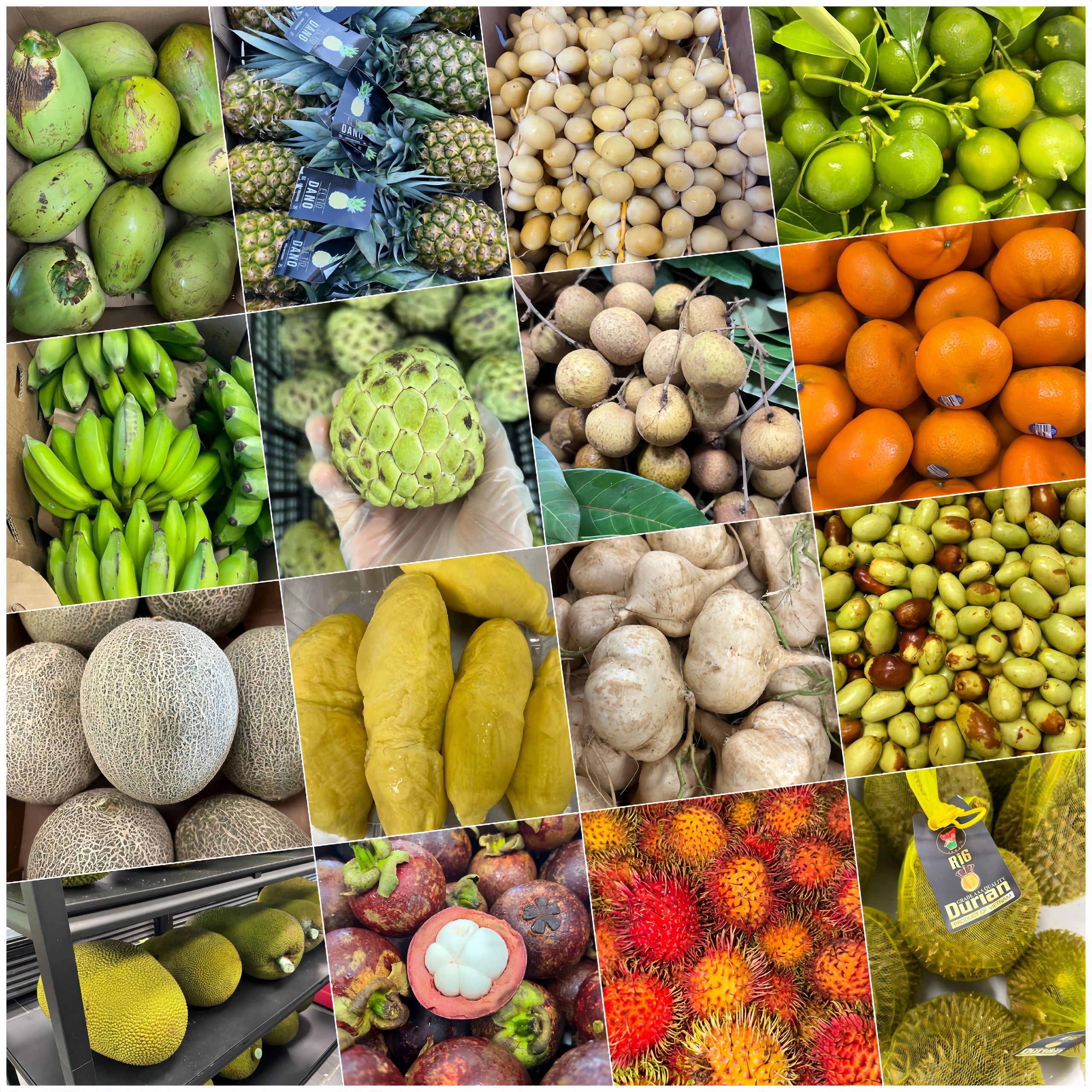 Fresh Sugarcane Juice and Exotic Fruits at Mango Tropical Store