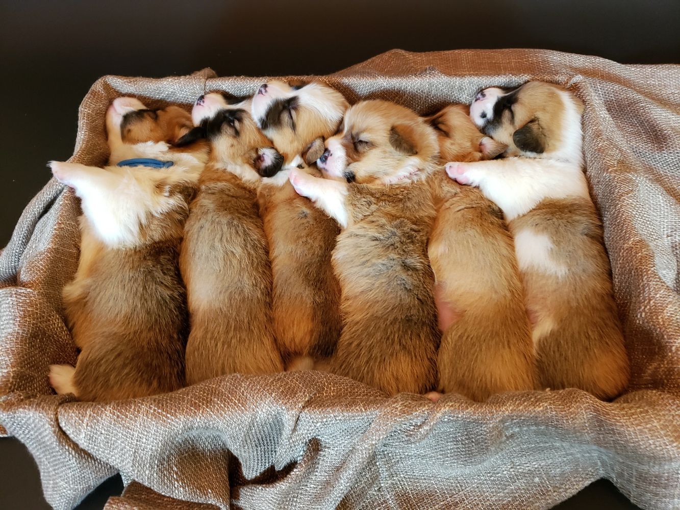 Corgi Breeder - RaccoonCreekCorgis