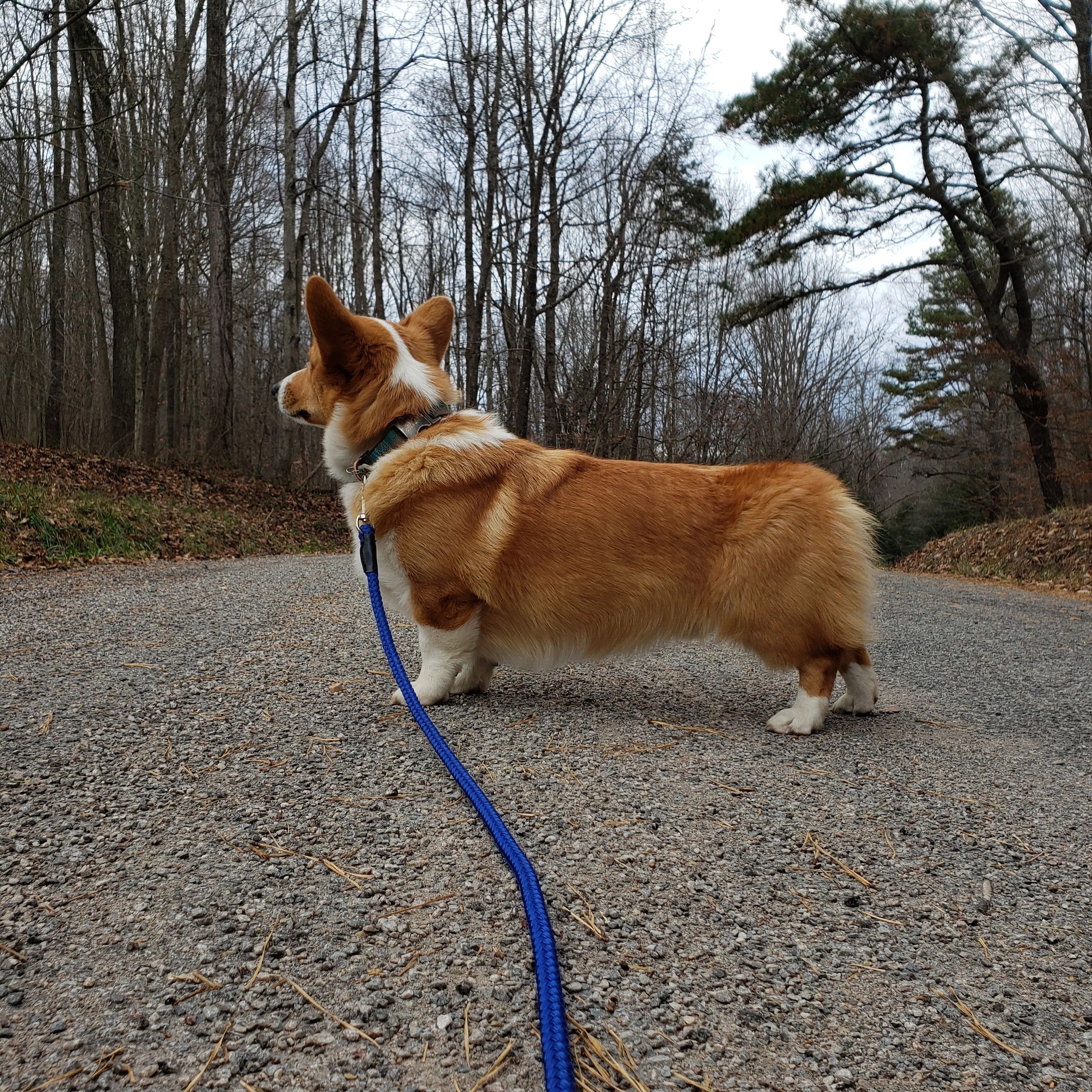 RaccoonCreekCorgis - Corgis, Pembroke Welsh Corgis, Corgis, Breeder
