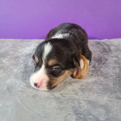 RaccoonCreekCorgis - Available Corgi Puppies, Corgi Breeder, Pembroke ...