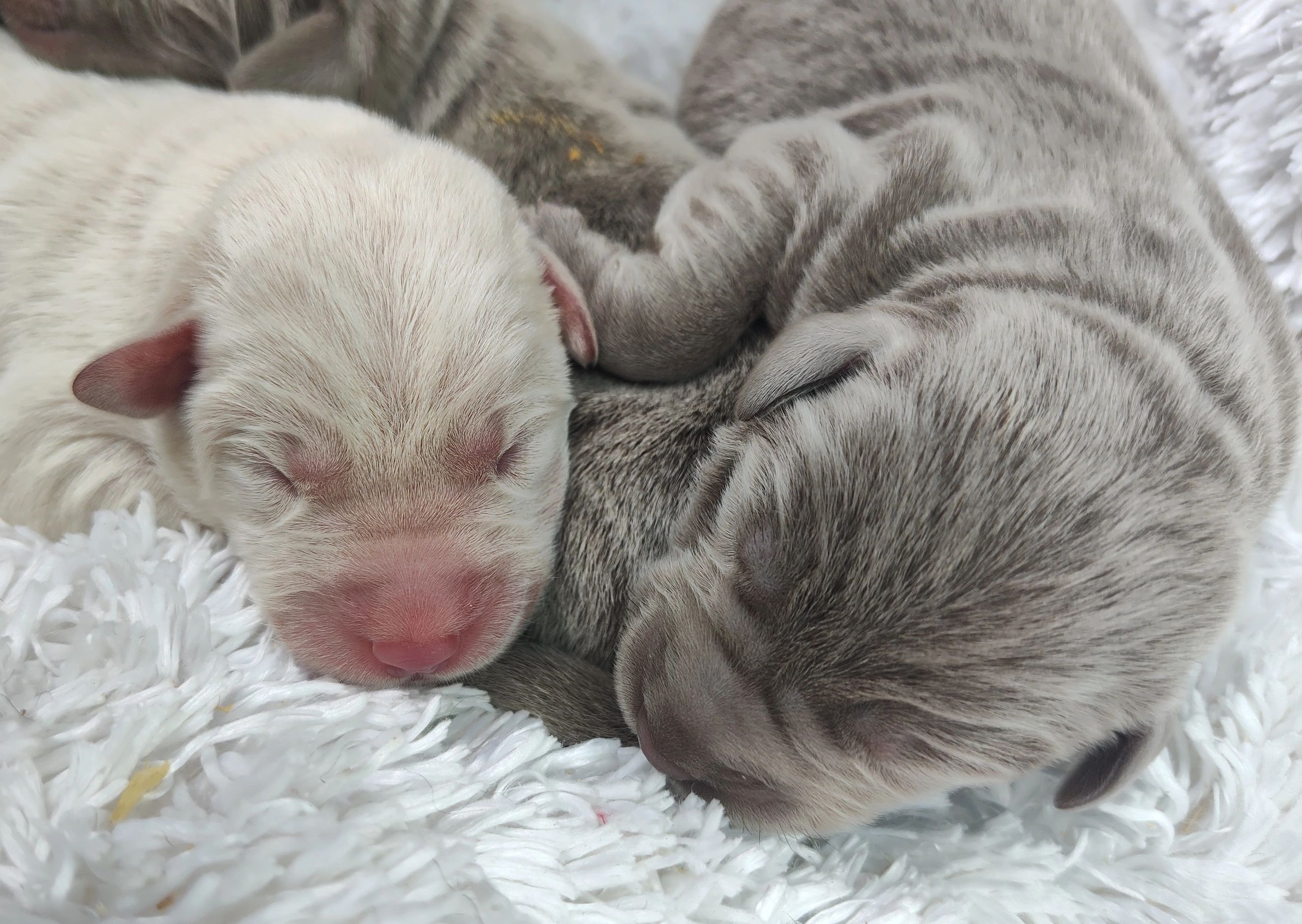 Miniature Labrador Retrievers
