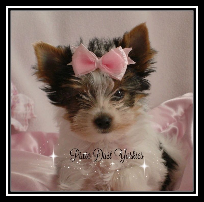 What Is A Parti Carrier Yorkie