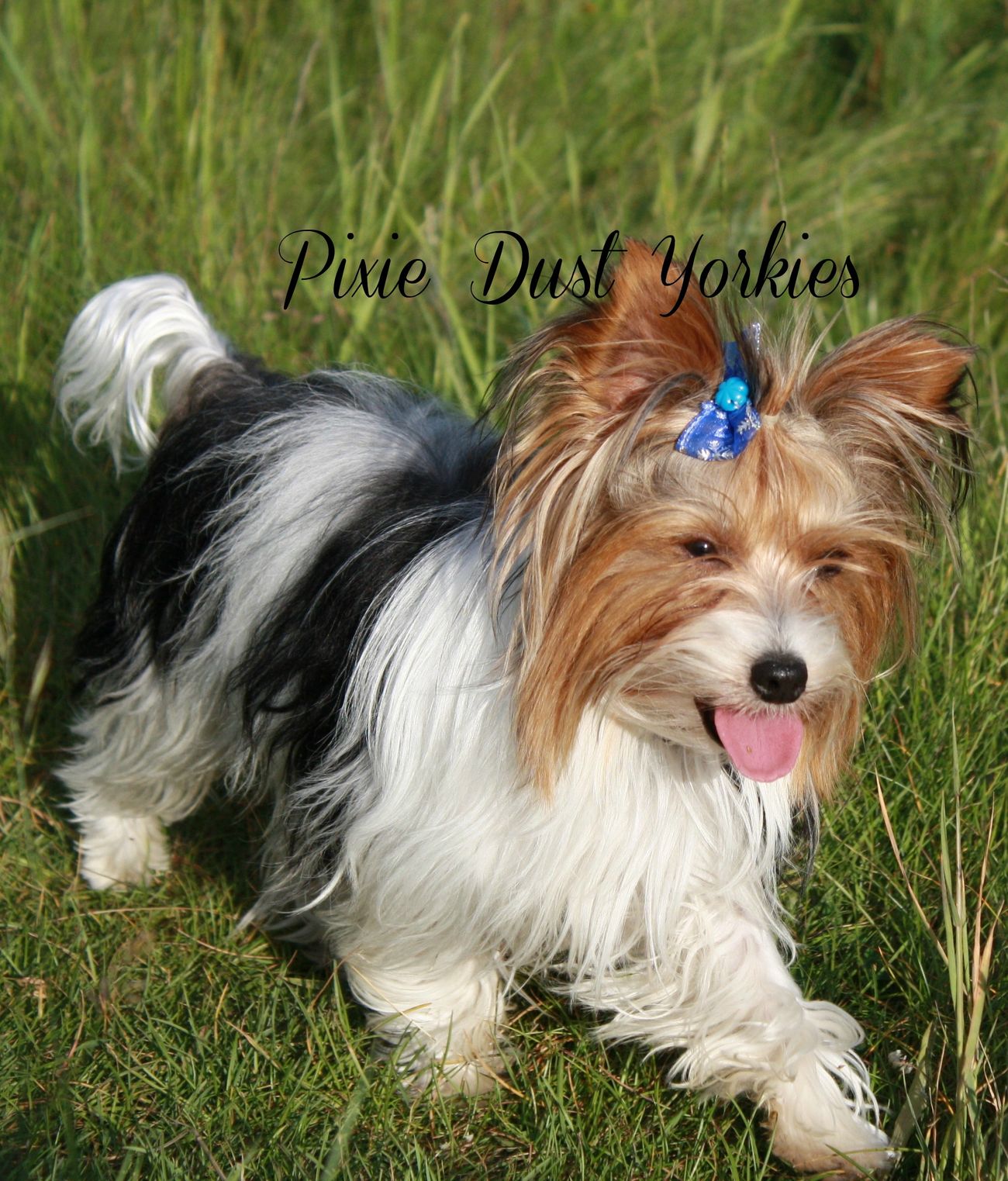 What Is A Parti Carrier Yorkie