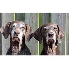 2 Old Dogs/Treasure Hunters Estate Sales - Estate Sales, Estate ...