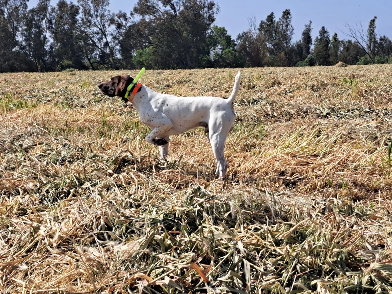 Professional Dog Trainer for Obedience Training