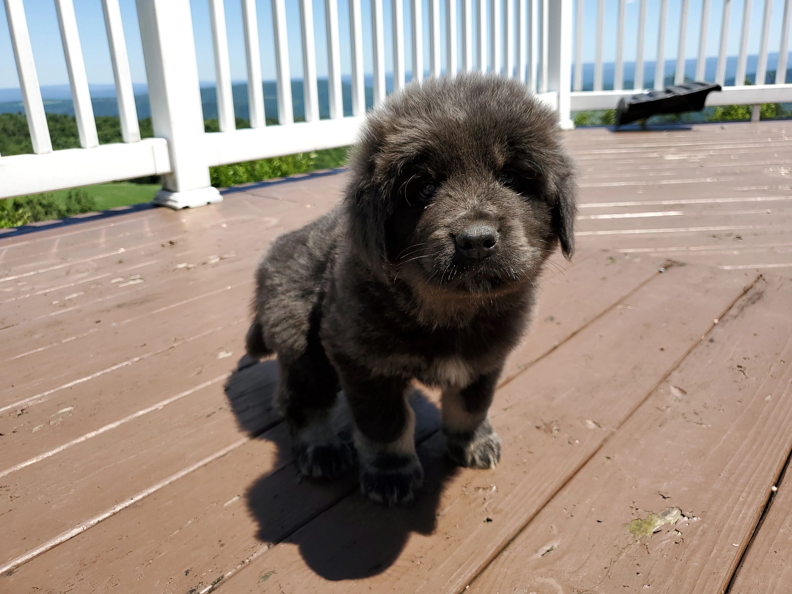 AsianBears.net - Tibetan Mastiff, Akita, Asian Bear Dog, Breeder ...