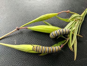 Eastern Monarch Butterfly Farm - Milkweed, Monarch Butterflies ...