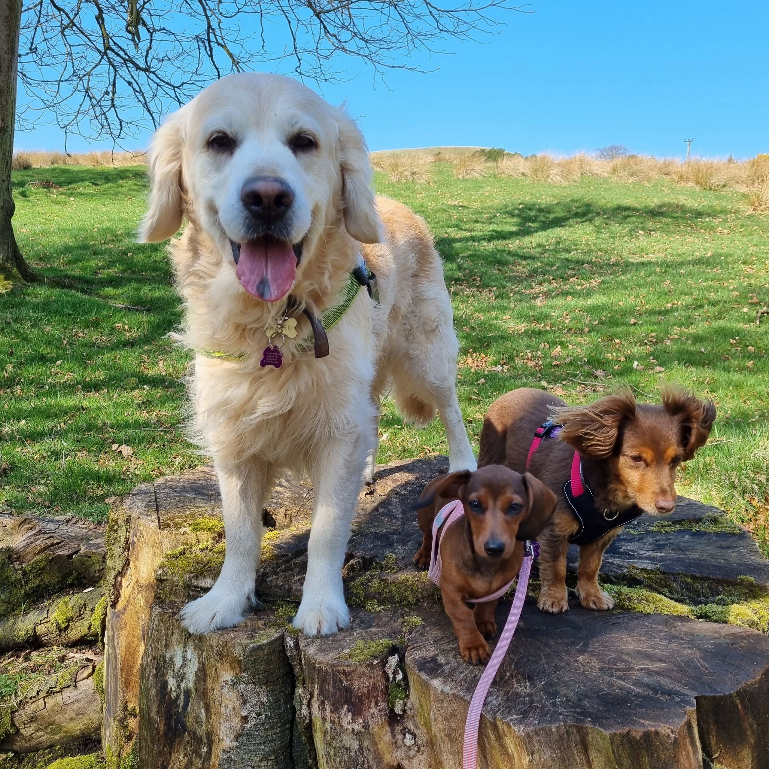 Waggy Trails Dog Walking Services