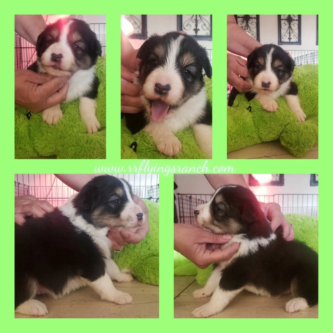 My New Faith PUPPY Update: BORDER COLLIE
