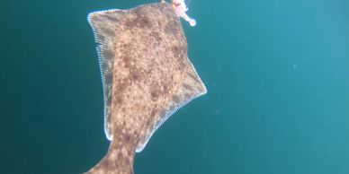 Saltwater Fish Excursion | Alaskan Anglers Adventure