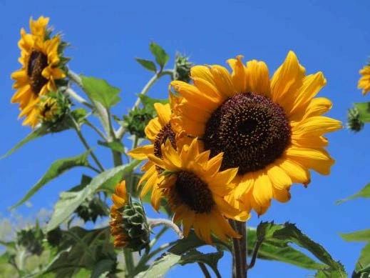 Friendship Evergreen Community Garden
