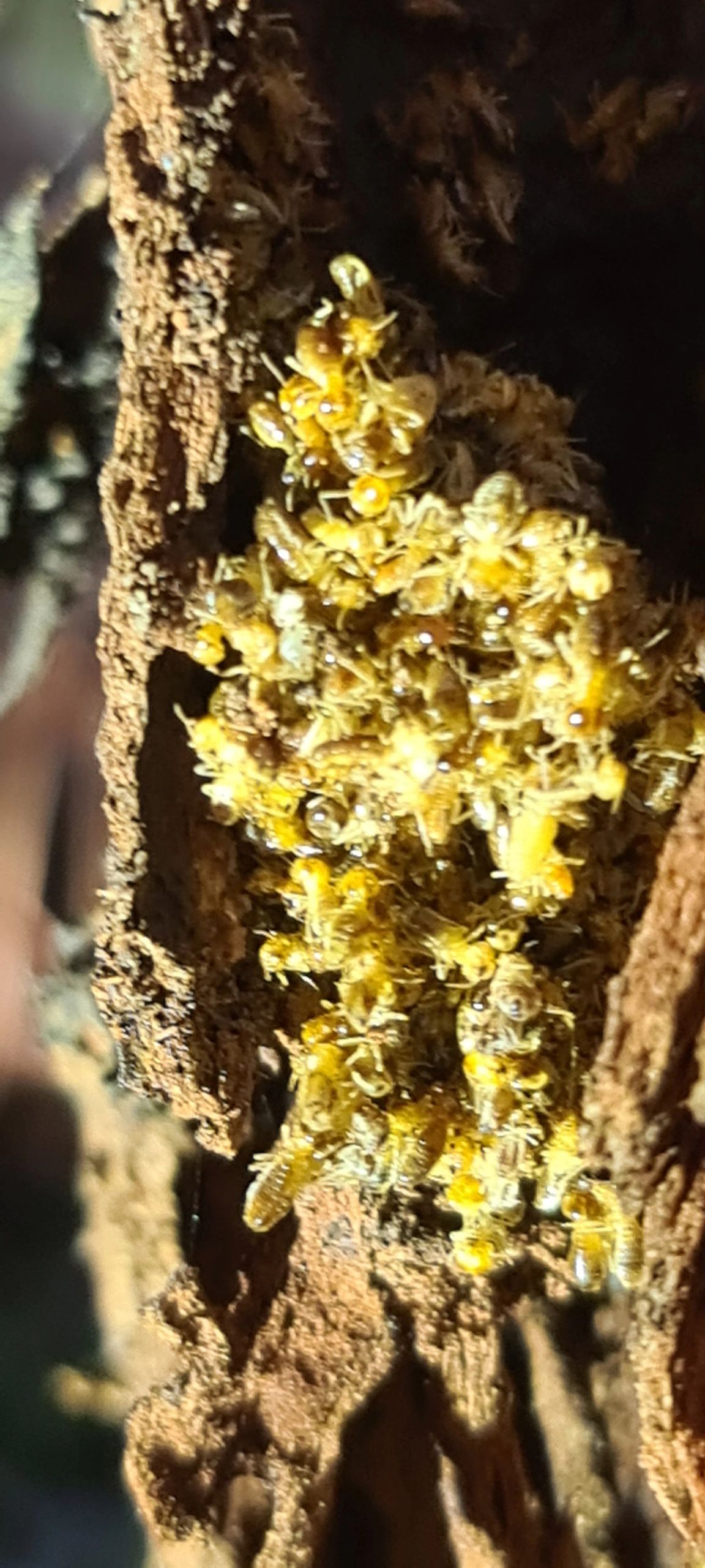 Phantom Pest Solutions Pty Ltd