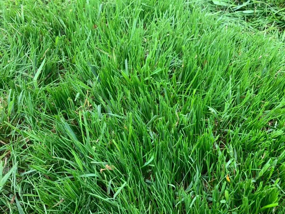 Lawn Care - Colonial Landscaping