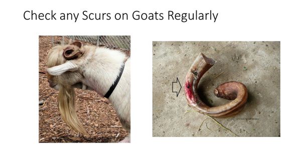 Services provided by Goat Veterinary Consultancies - goatvetoz