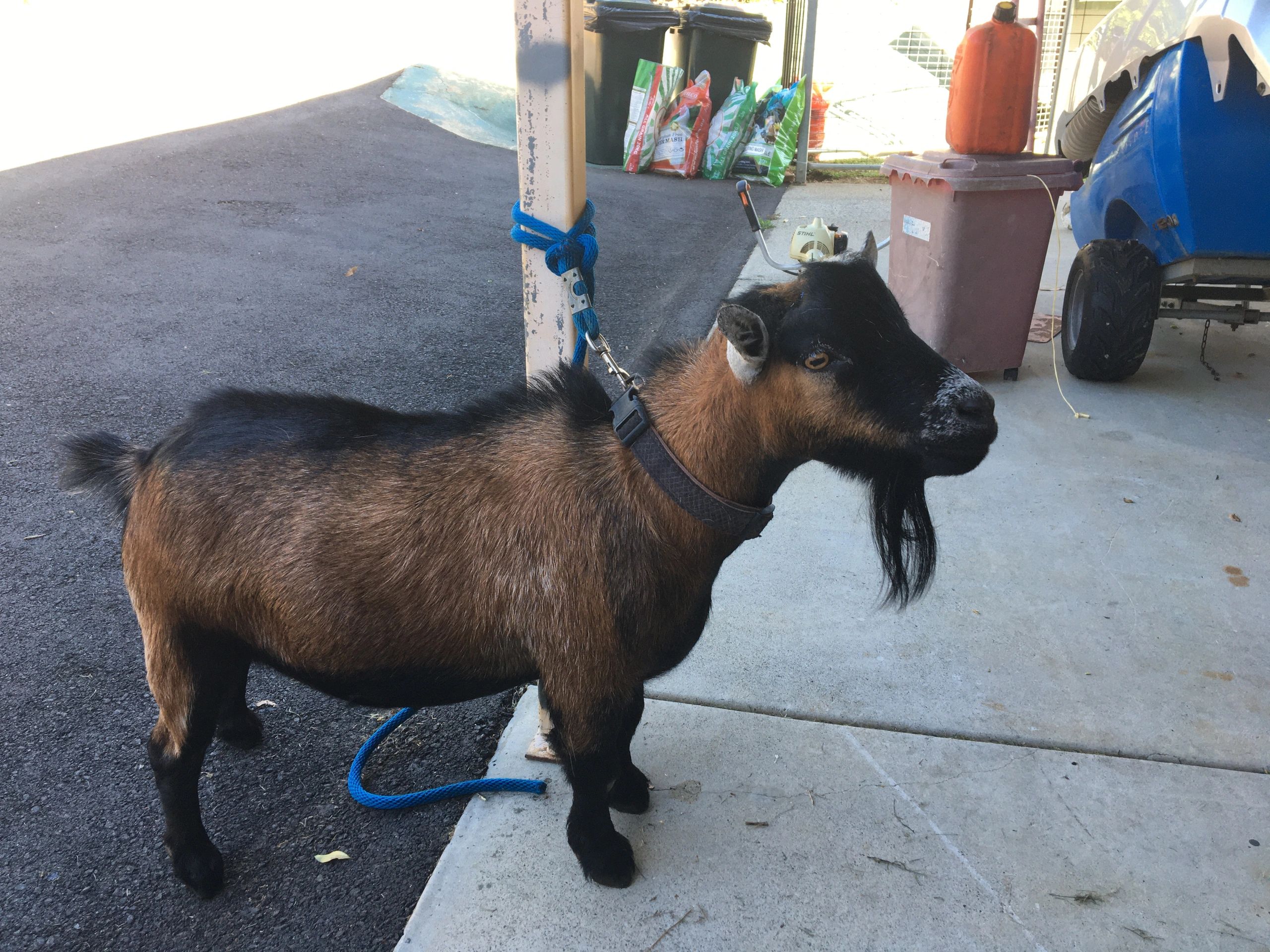 Bioworma keeps goats safe from worms