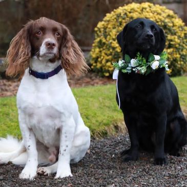 STAFF | Dryfe Vets Ltd