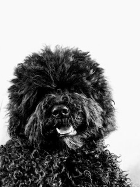 Our dogs | Chateau Barbets