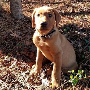 Males | Williams Red Fox Labs