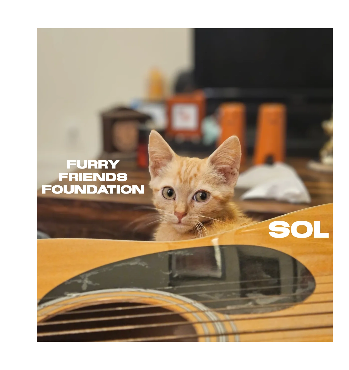 Furry Friends Foundation