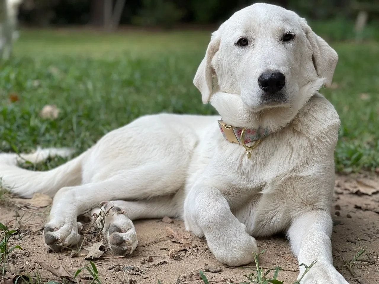 Livestock Guardian Pups - Akbash & Great Pyrenees, Dog, Puppies