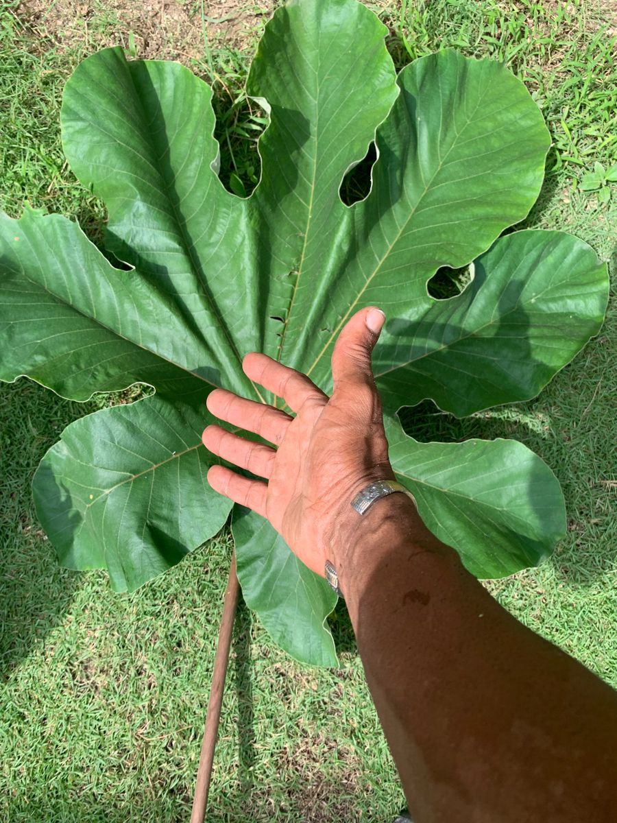 Jamaican Trumpet Leaf Products