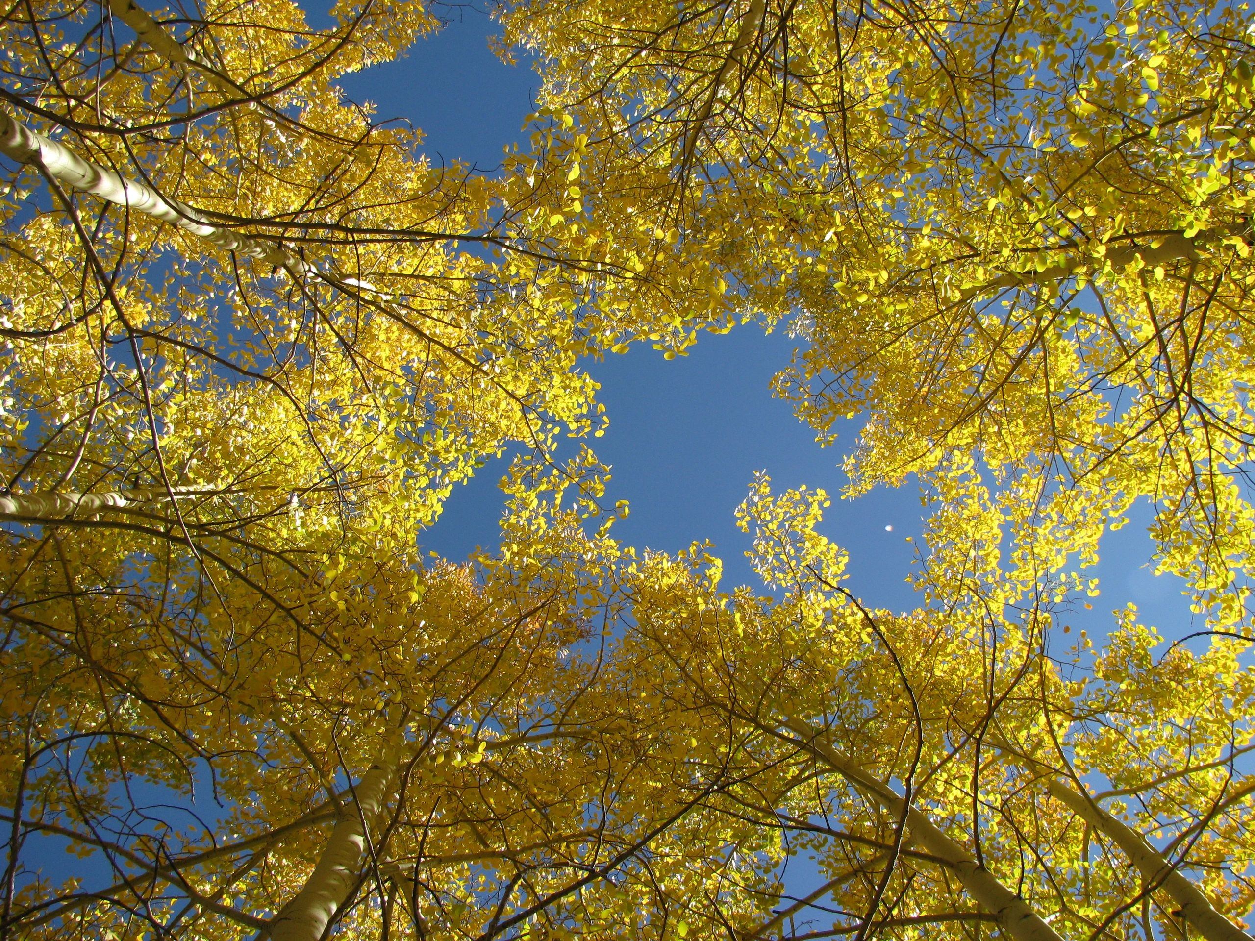 Stephen D. Hart, CPA, LLC