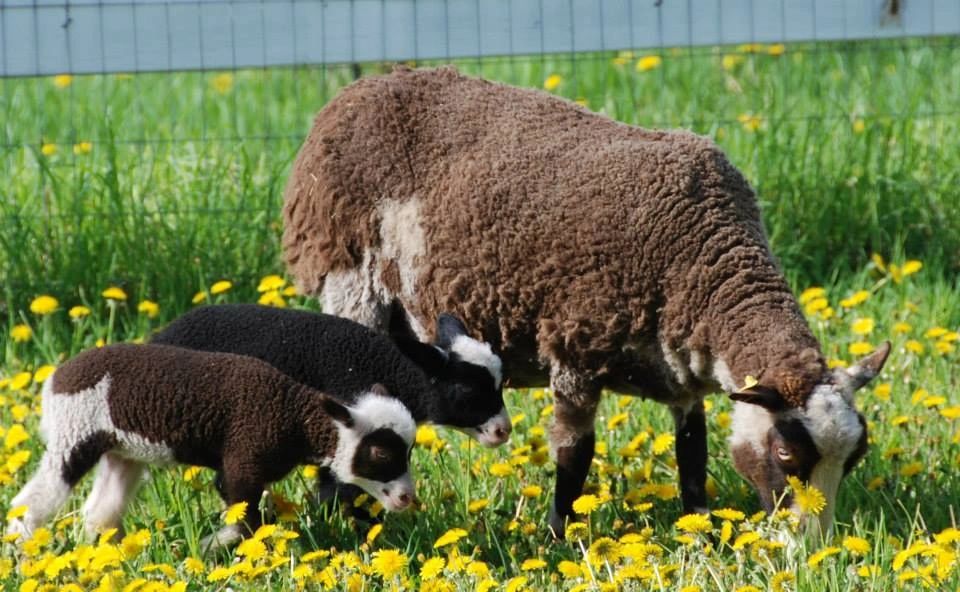 Shetland Sheep