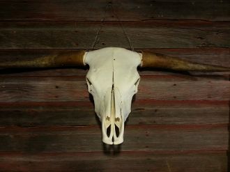Scottish Highland Bull Skull