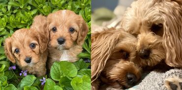 Cavapoo Puppies - Calla Lily Cavapoo