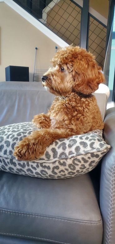 Cavapoo Puppies - Calla Lily Cavapoo