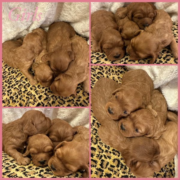 Cavapoo Puppies - Calla Lily Cavapoo