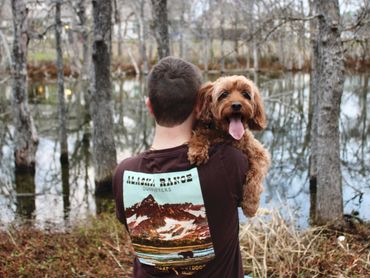 Cavapoo Puppies - Calla Lily Cavapoo