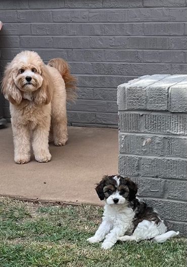 Cavapoo Puppies - Calla Lily Cavapoo