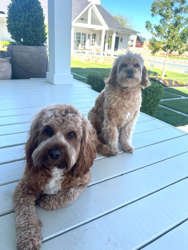 Cavapoo Puppies - Calla Lily Cavapoo