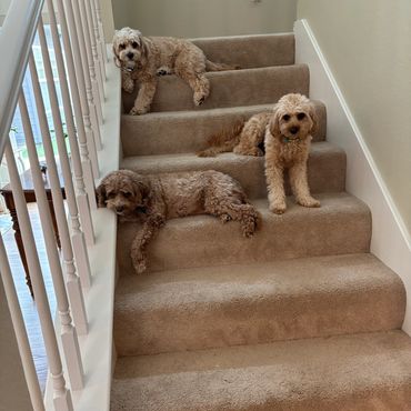 Cavapoo Puppies - Calla Lily Cavapoo