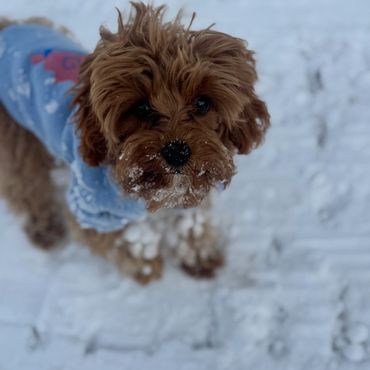 Cavapoo Puppies - Calla Lily Cavapoo