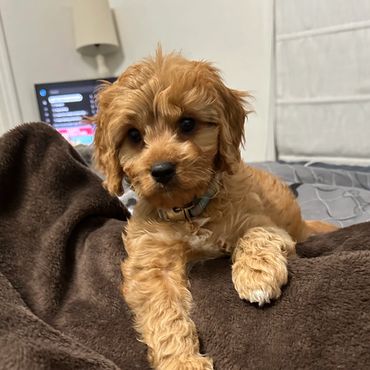 Cavapoo Puppies - Calla Lily Cavapoo