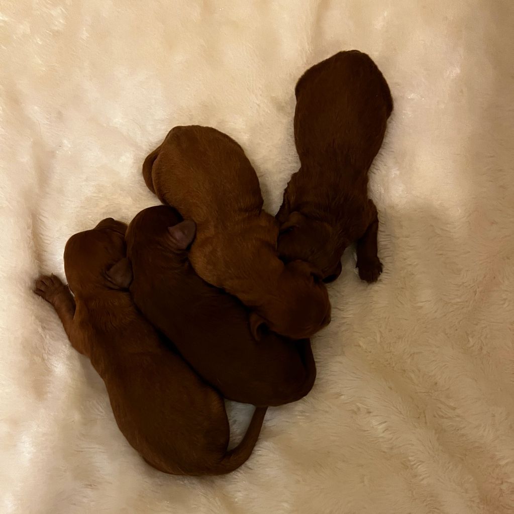 Cavapoo Puppies - Calla Lily Cavapoo