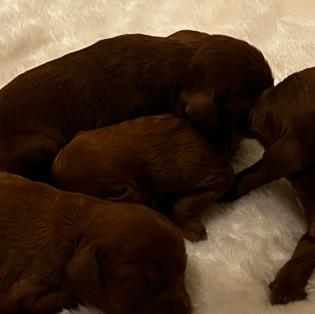 Cavapoo Puppies - Calla Lily Cavapoo