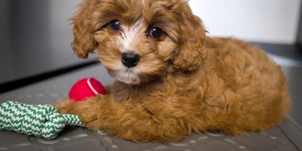 Calla Lily Cavapoo