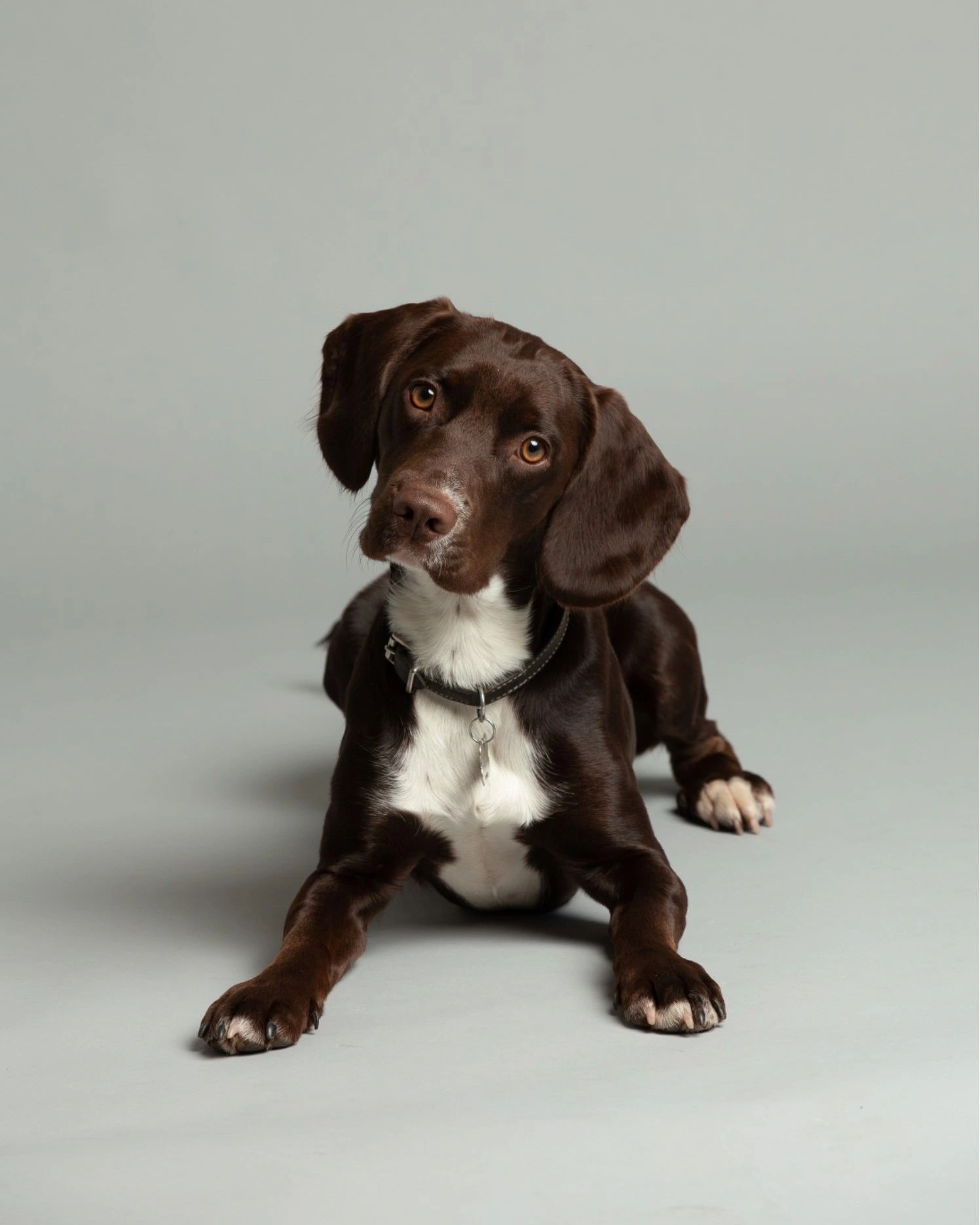 Ribble Valley Canine Services - Dog Training - Clitheroe, England