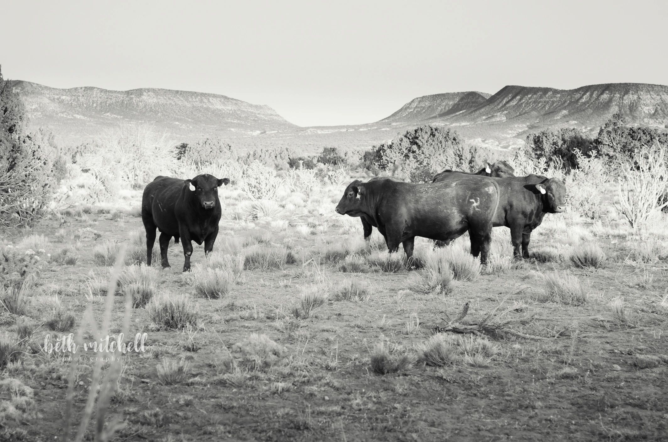 Thompson Ranch - angus bulls for sale, new mexico angus bulls, cattle ...