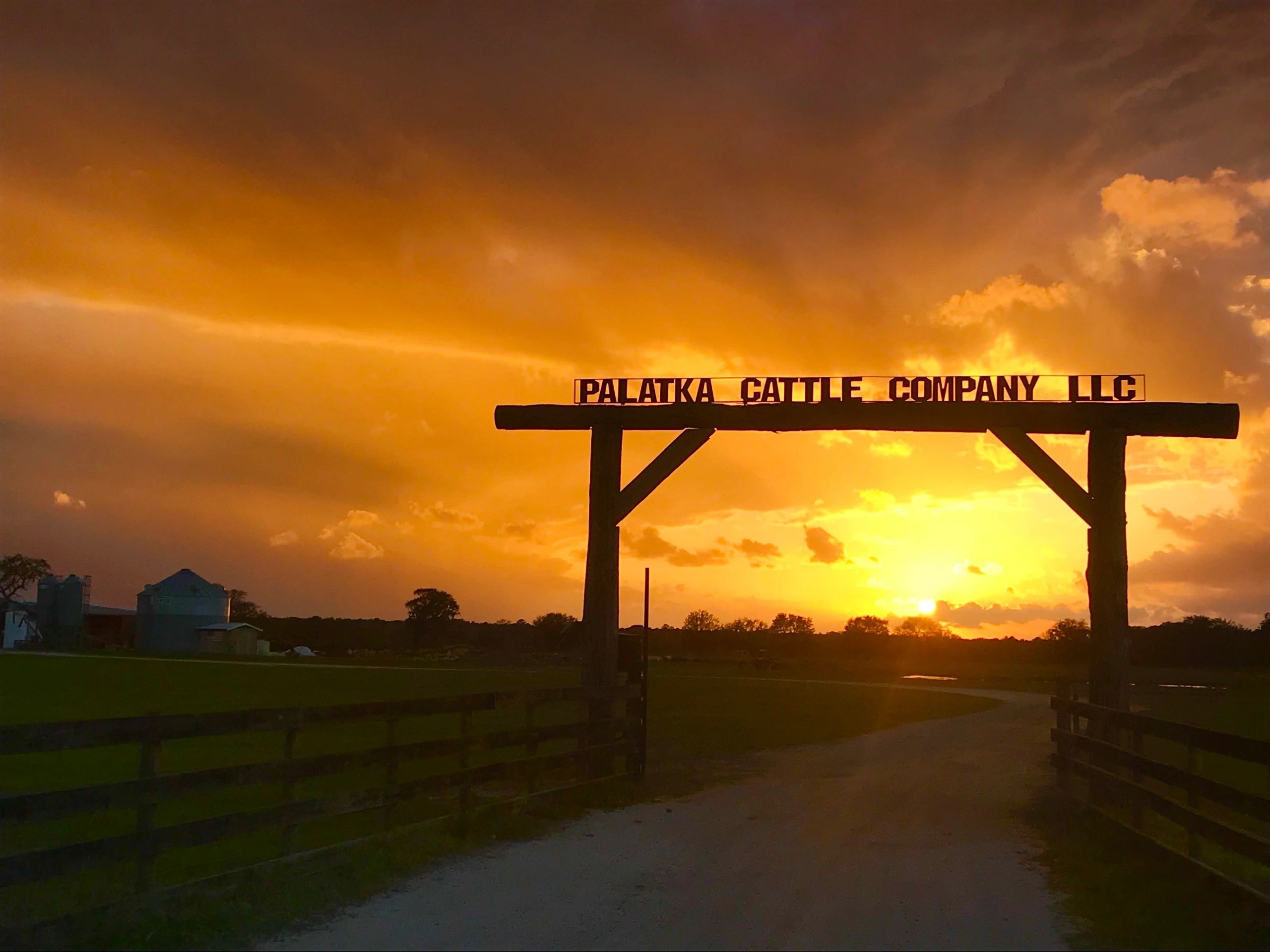 Welcome to Palatka Cattle Co - Your Trusted Cattle Ranch