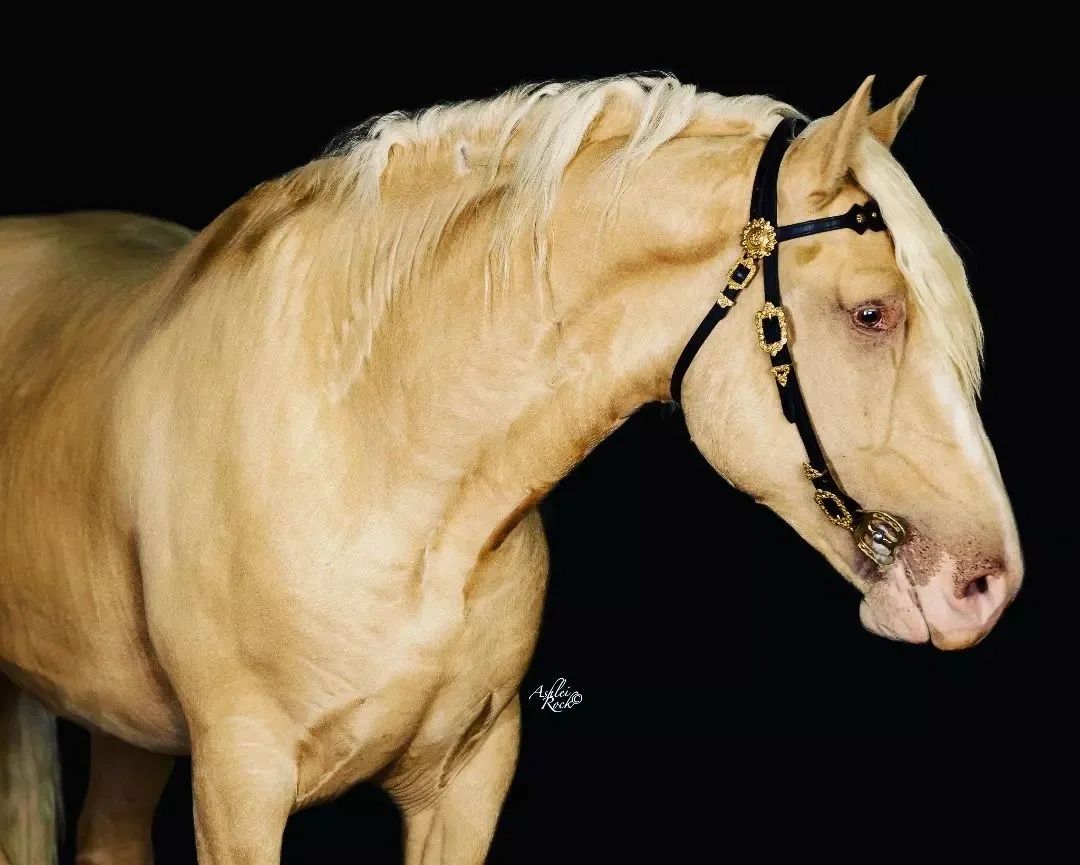 2bperformancehorses - Horse Training, Riding Lessons
