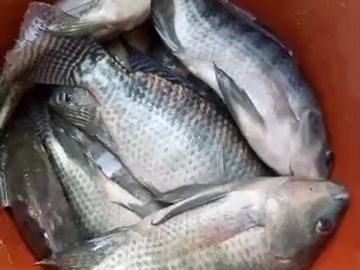 Jenikeryaaba - Formation Pisciculture Et Agriculture, Vente Alevins Et ...